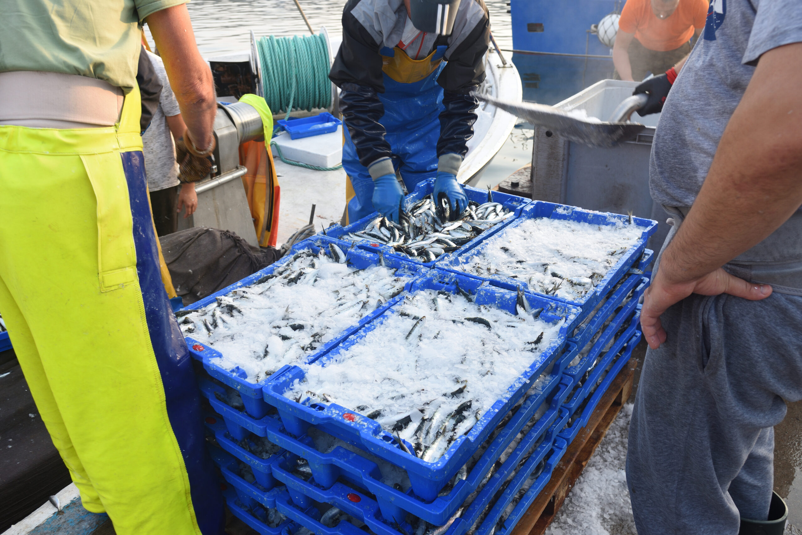 Pesca responsable: ¿Cómo se pesca el pescado que comemos? - Oceanos en ...